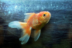 Kratzer auf Fliesen - So gelingt Ihnen die Entfernung effektiv