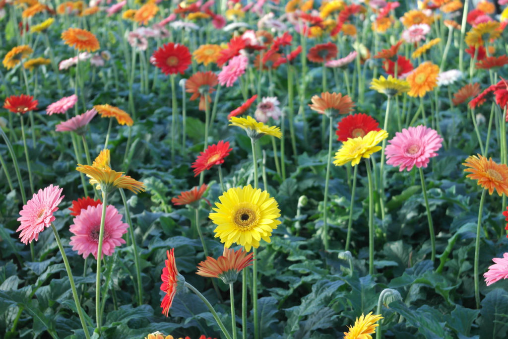 Gerbera Pflege Draussen