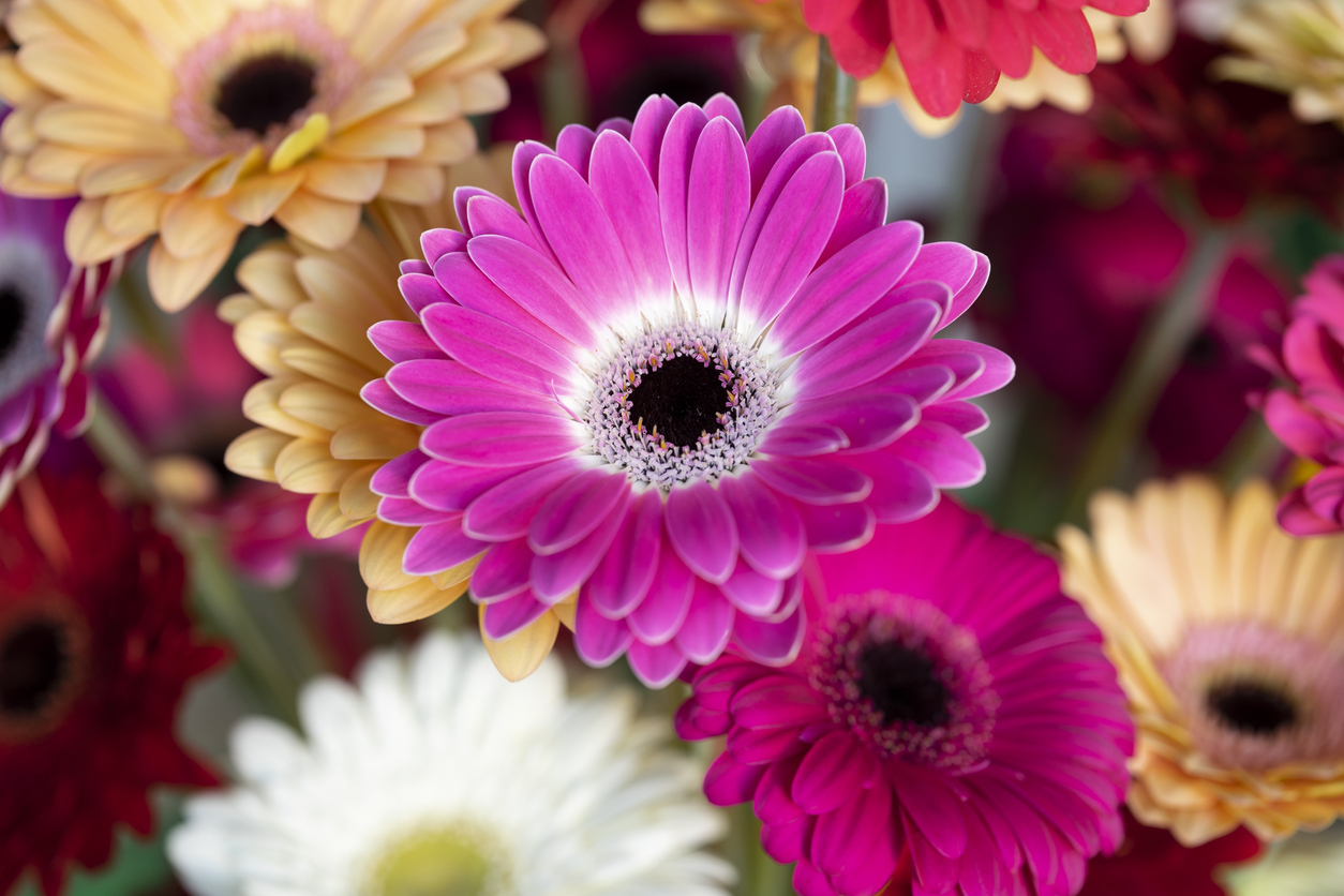 Gerbera im Garten pflanzen - Unter diesen Bedingungen ist es möglich