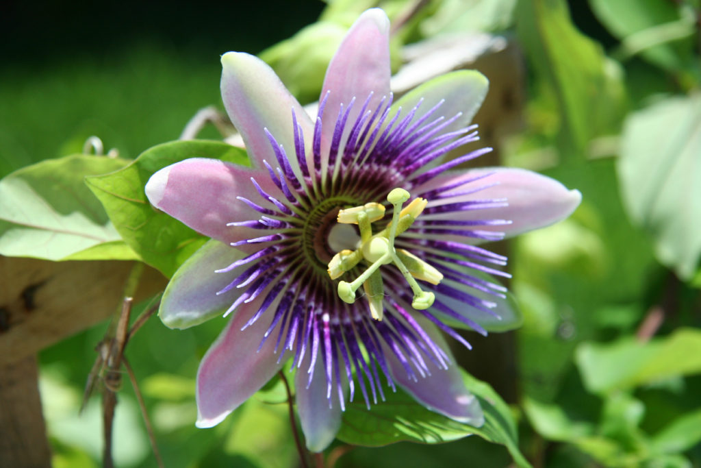 Passionsblume Als Zimmerpflanze