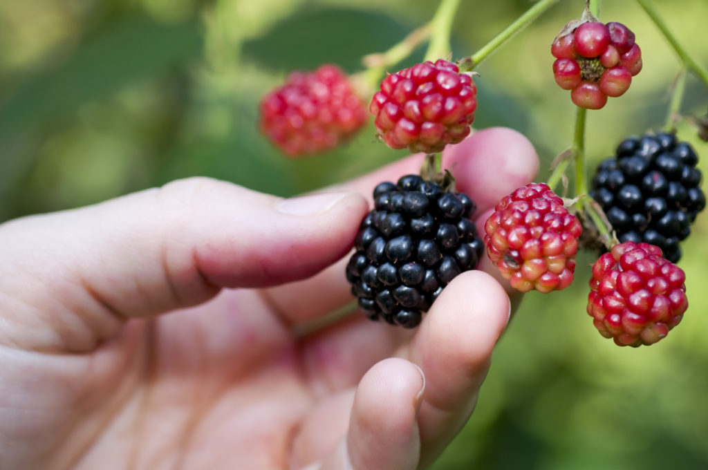 Brombeeren ohne Dornen - Diese Sorten gibt es