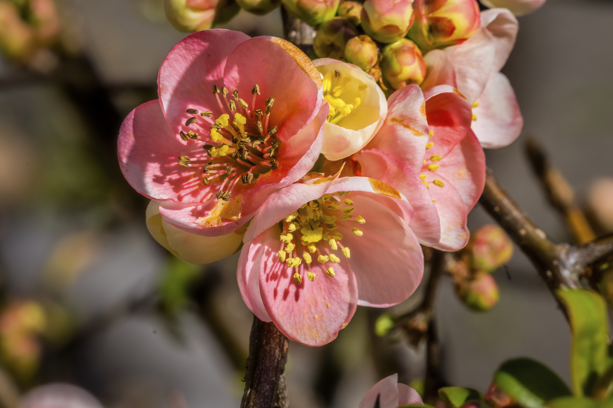 Die Blüte der Weide - Das sind ihre Merkmale
