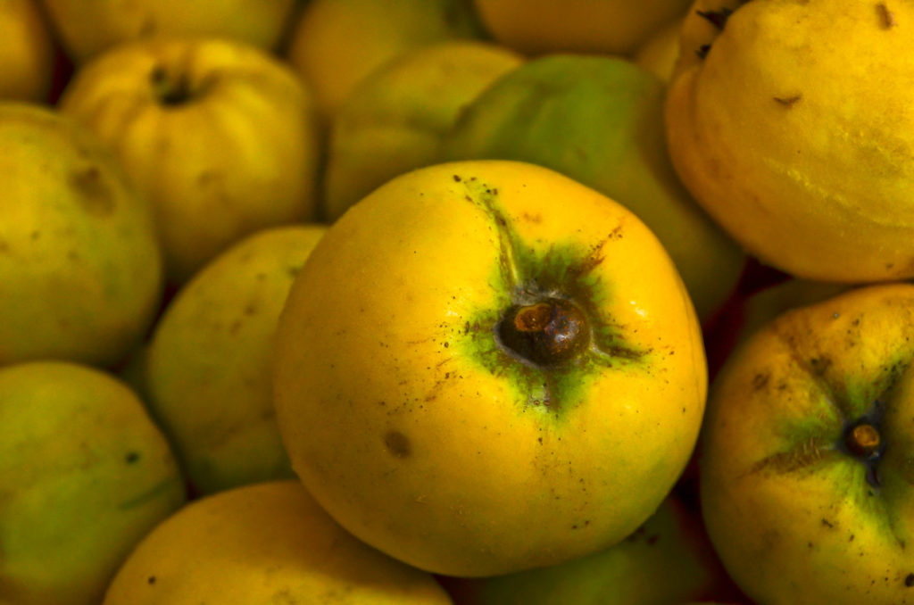 Erntezeit für Quitten - Wann und wie pflücken Sie die Früchte?
