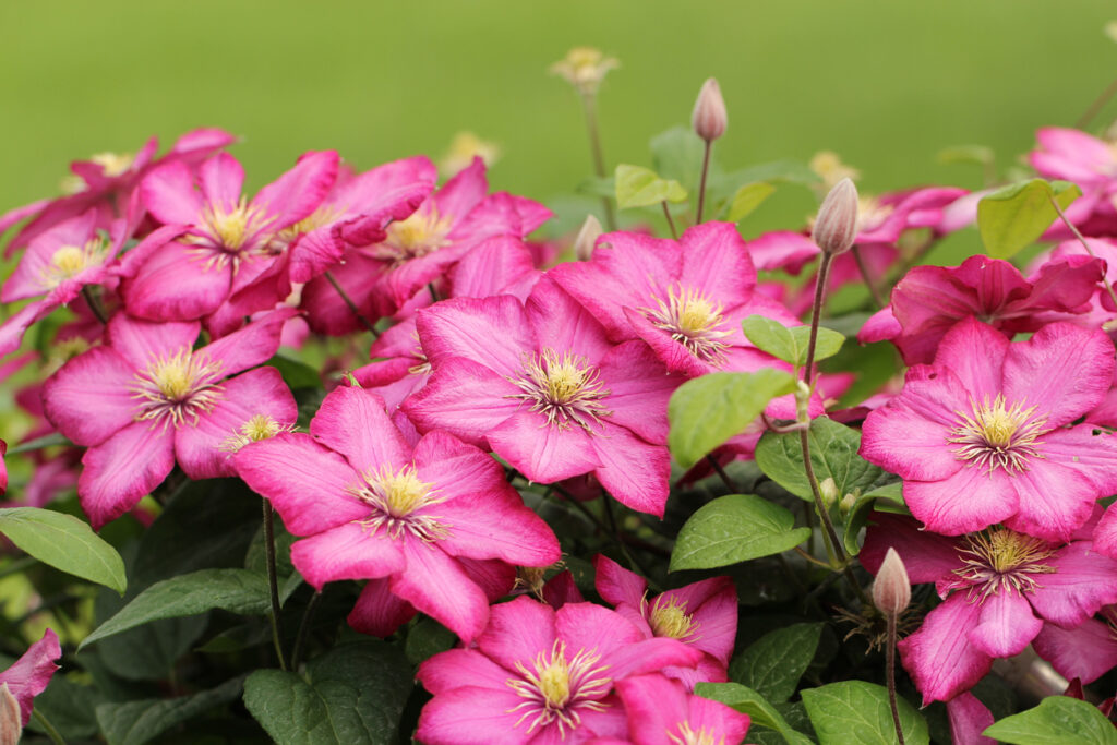Clematis am Zaun - Diese Sorten sind geeignet