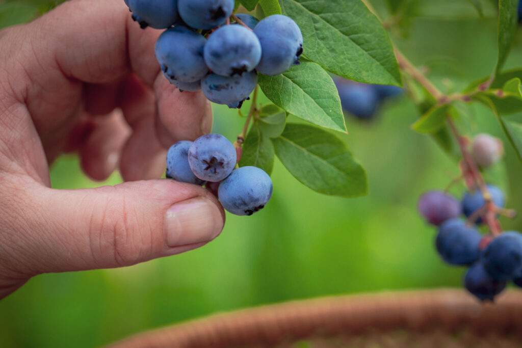 Heidelbeeren überwintern - Die besten Tipps