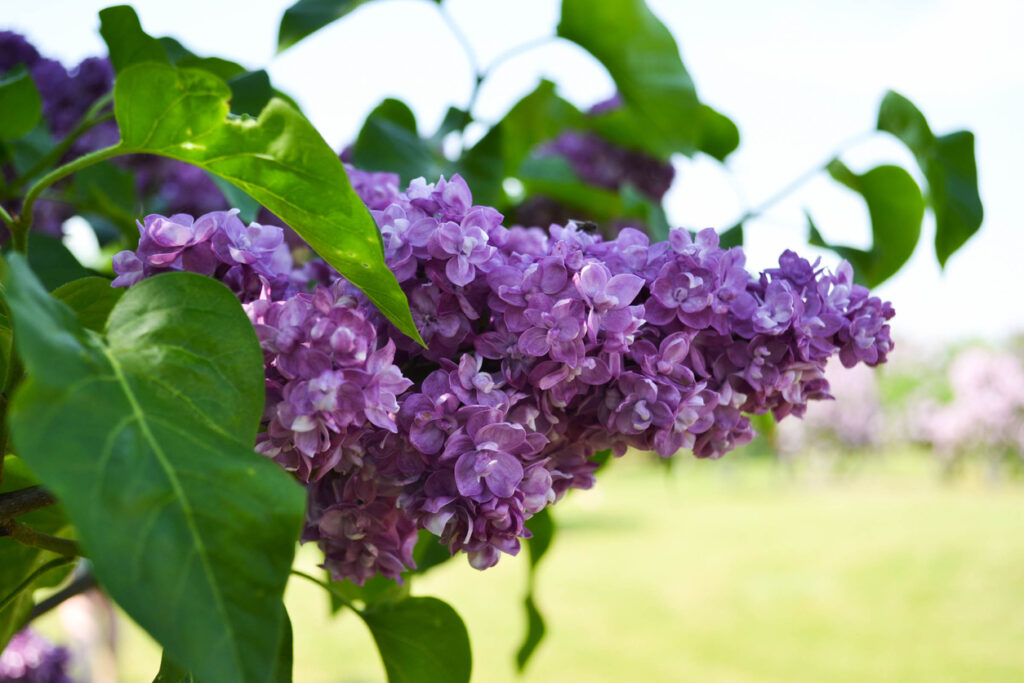 Flieder als Hochstamm halten - Tipps und Kurzanleitung