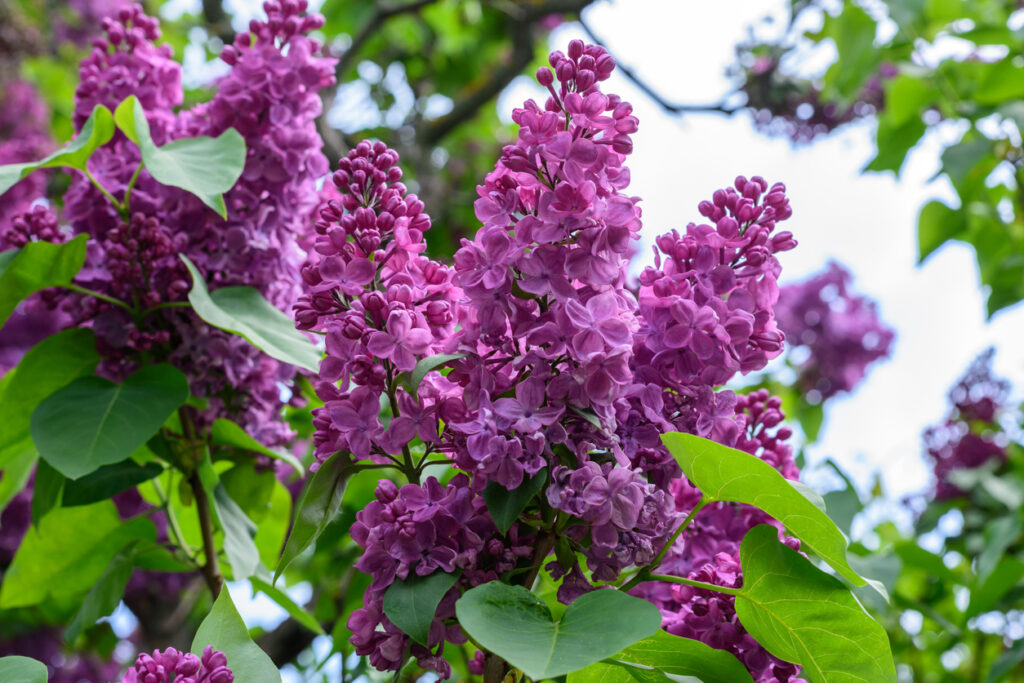 Schädlinge am Flieder behandeln - Die besten Tipps