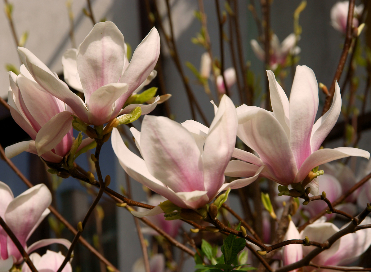 Stilvolle Magnolie Schwchelt Nach Dem Umpflanzen Ebenbild
