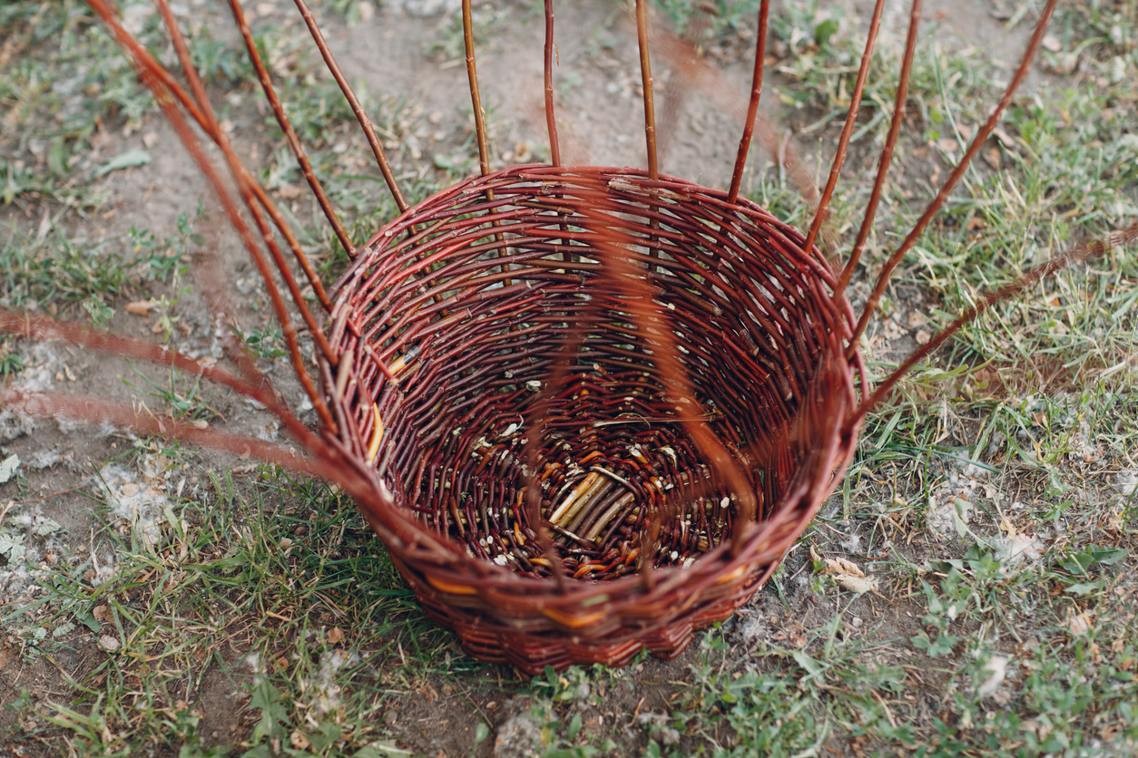 Die Blüte der Weide - Das sind ihre Merkmale