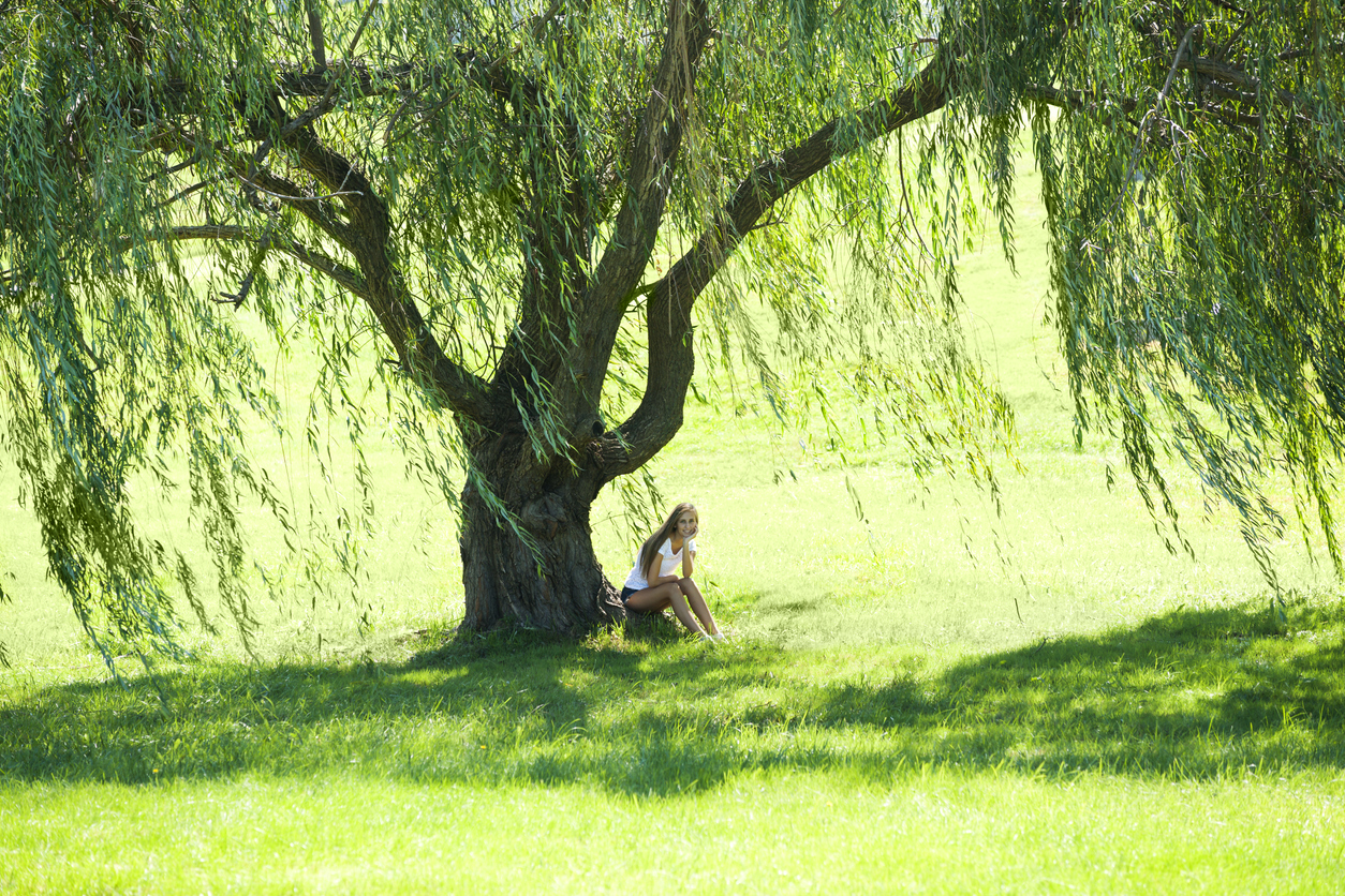 Weide im Steckbrief - Lernen Sie den Baum kennen