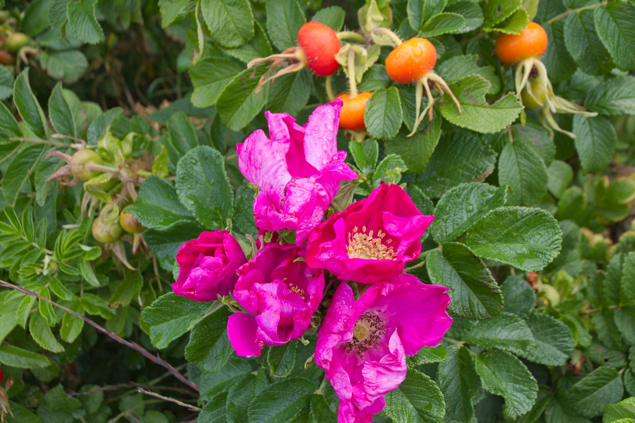 Die Erntezeit der Hagebutte - Wann beginnt sie?