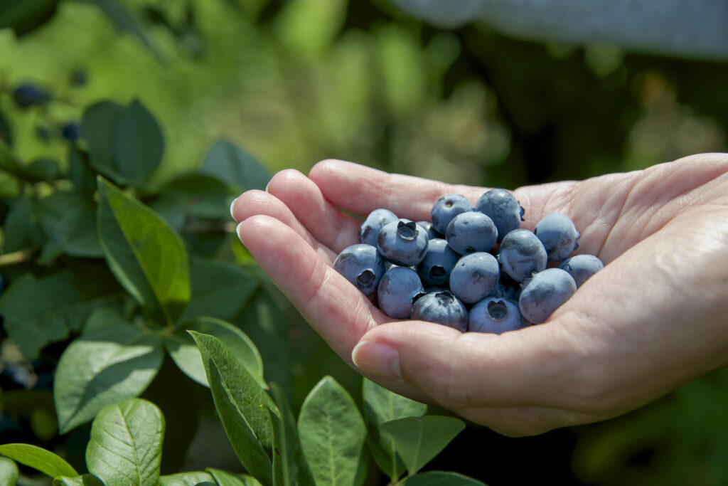 Heidelbeeren pflücken - Die besten Tipps