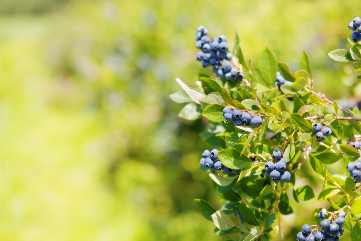 Heidelbeeren ernten - So machen Sie es richtig