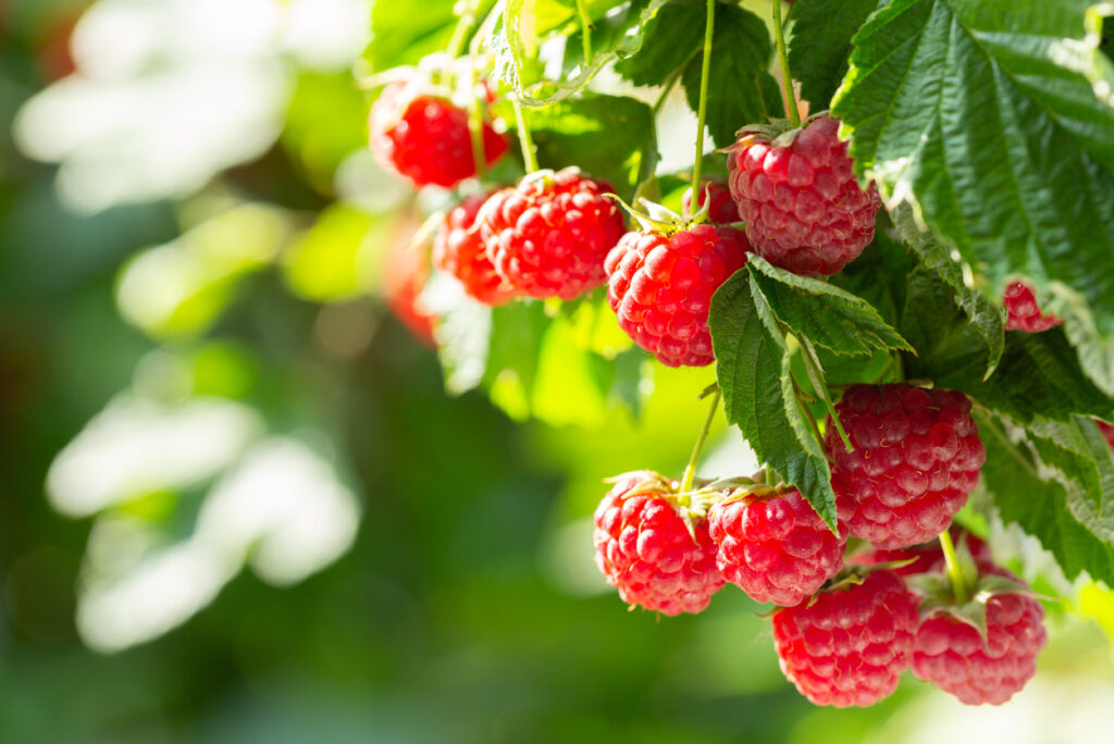 Himbeeren anbinden - Die besten Tipps