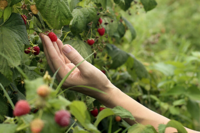Gerüst für Himbeeren - Die besten Tipps