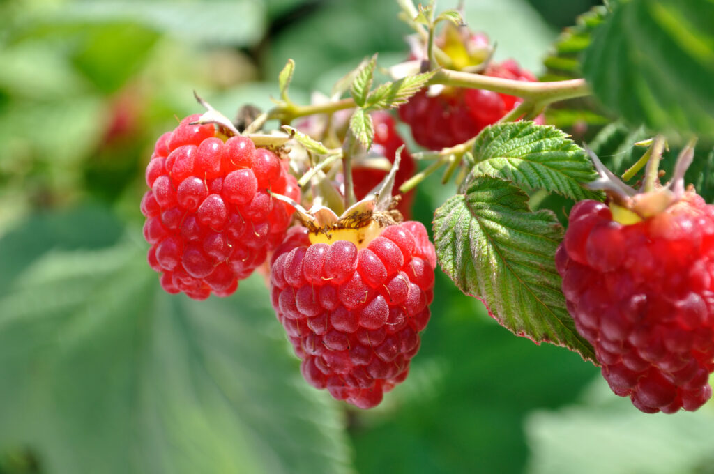 Himbeeren anbinden - Die besten Tipps