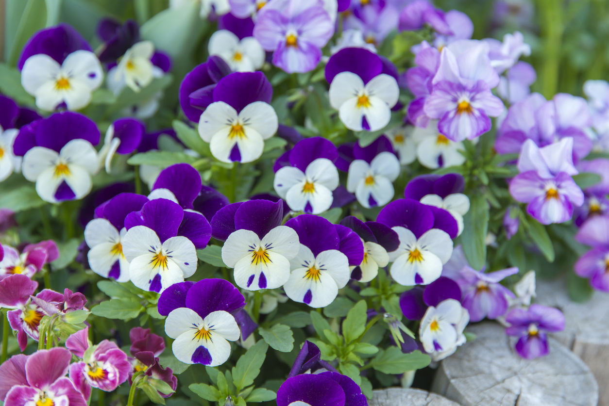 Stiefmütterchen und Veilchen - Wo liegen die Unterschiede?