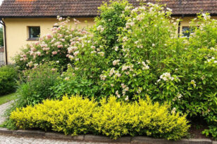 Vorgarten an der Nordseite gestalten » Tipps & Ideen